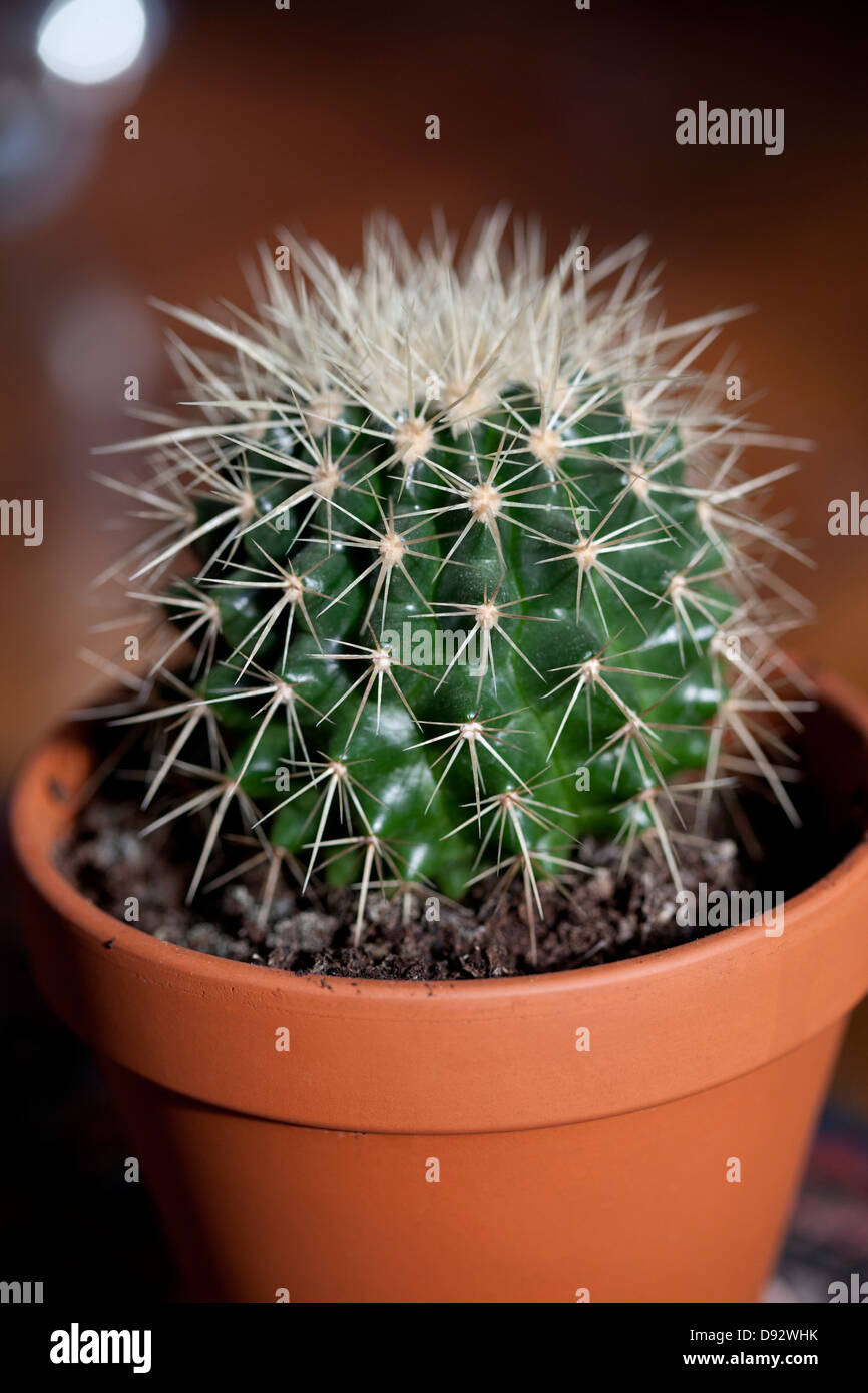 Potted cactus hi-res stock photography and images - Alamy
