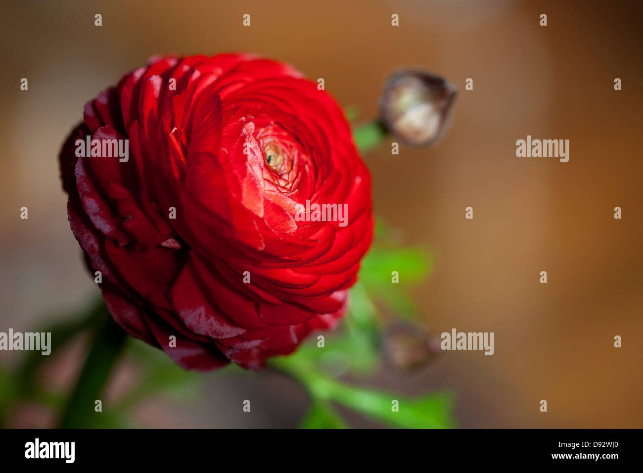 A vibrant red Ranunculus flower, close-up Stock Photo - Alamy
