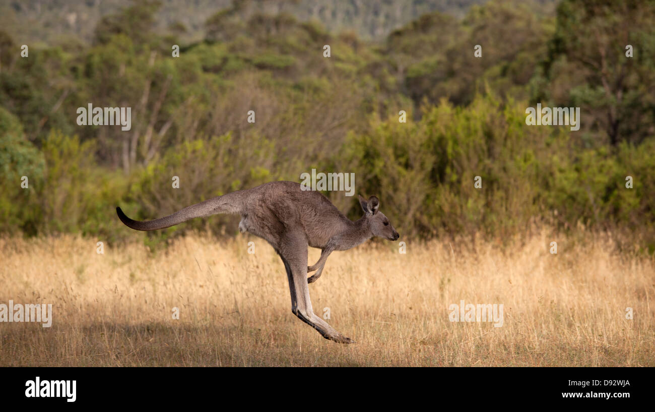 Kangaroo jumping in Jindabyne, New South Wales, Australia Stock Photo ...