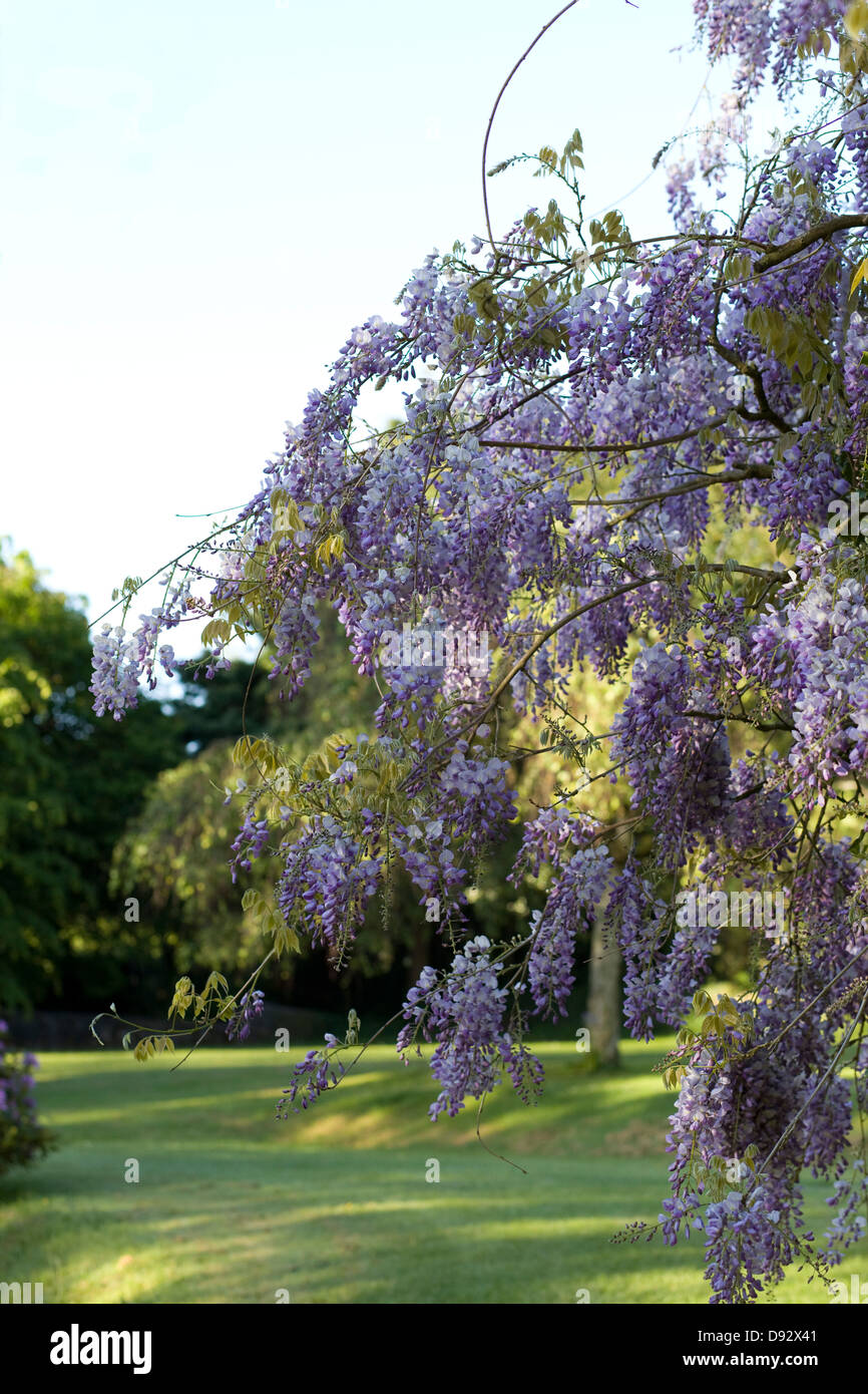 Flowering Wisteria sinensis Stock Photo - Alamy