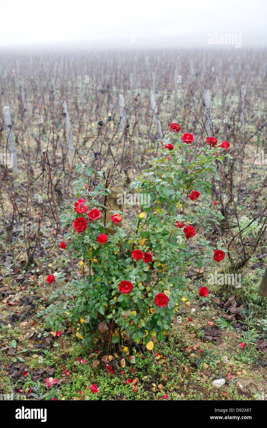 A red rosebush in a field Stock Photo - Alamy