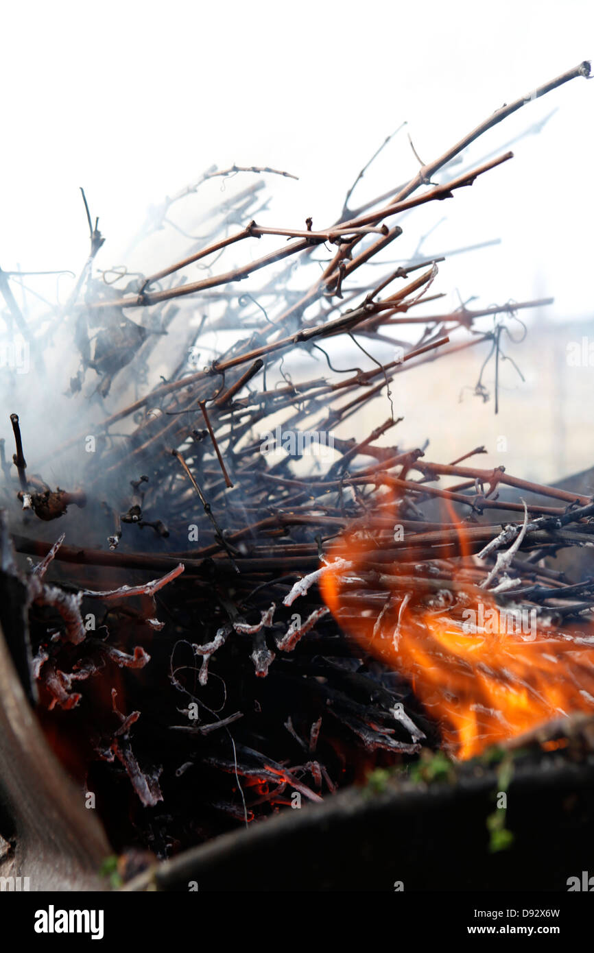 Vines burning on a campfire Stock Photo - Alamy