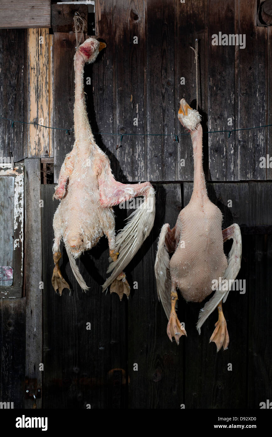 Dead geese hi-res stock photography and images - Alamy