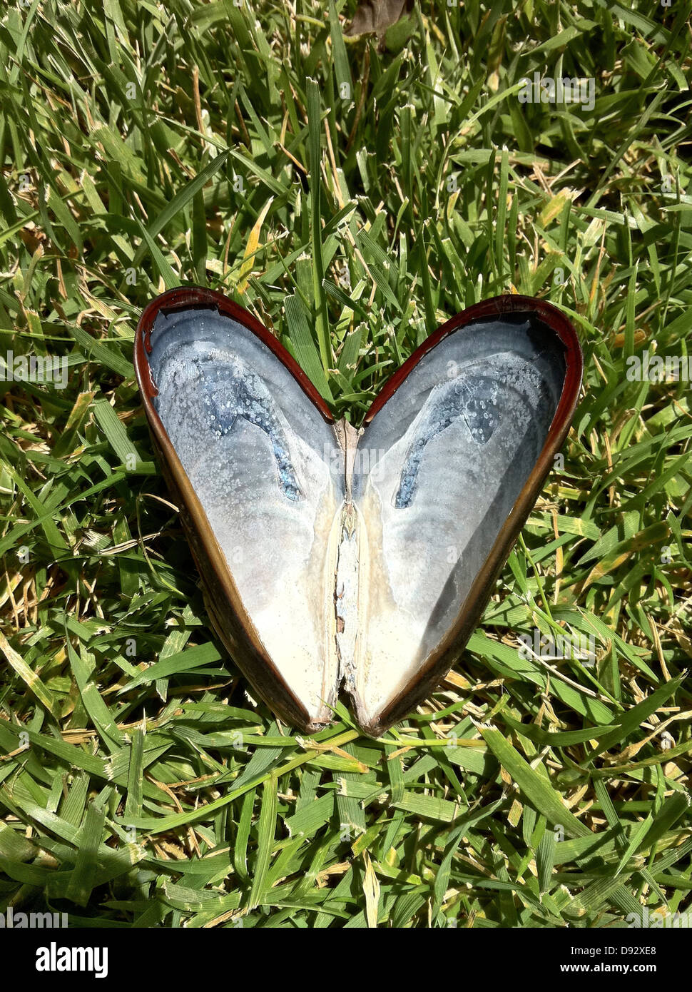 A clean empty mussel shell opened and arranged to look like a heart ...