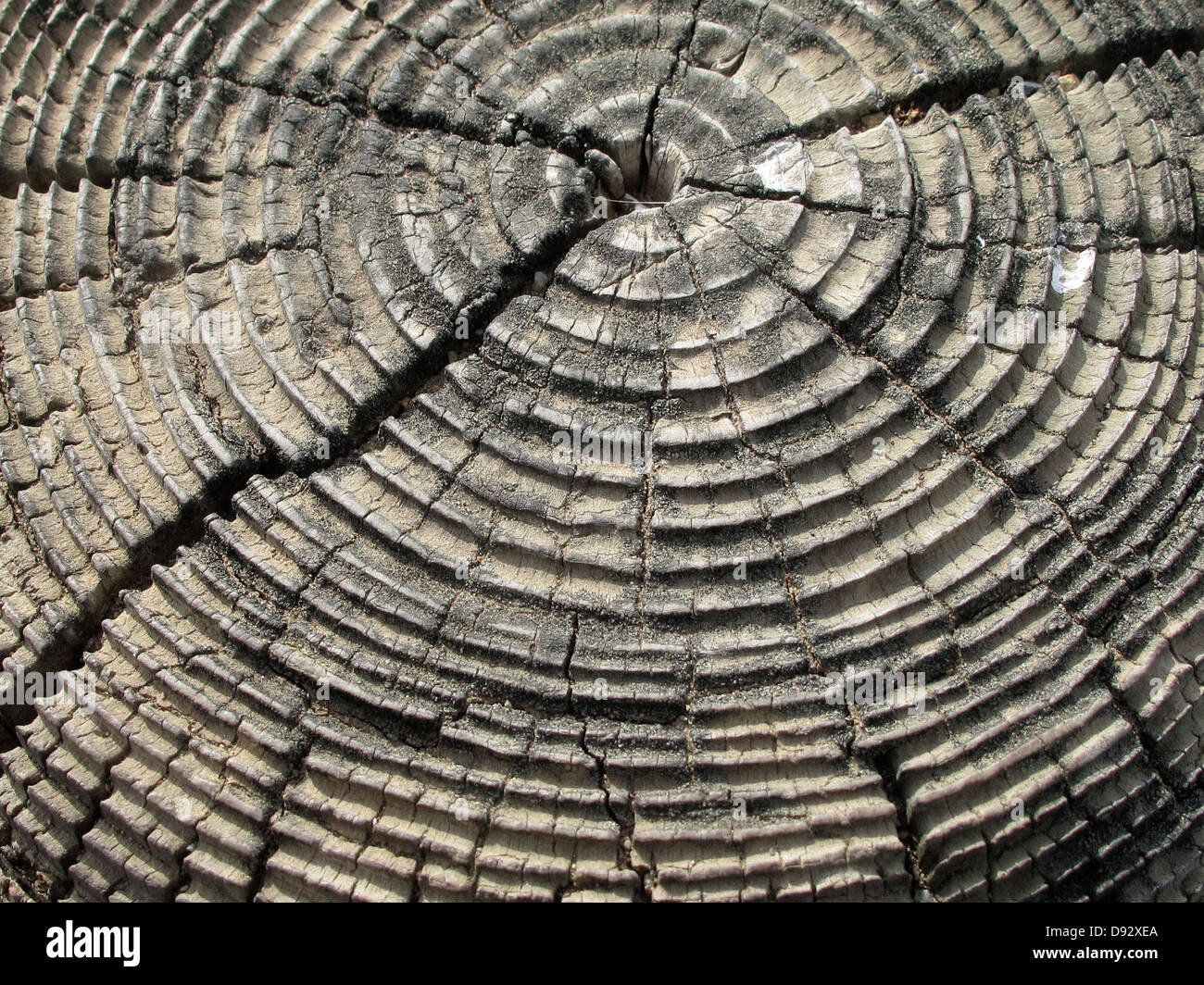 Tree rings on an old cracked tree stump Stock Photo - Alamy