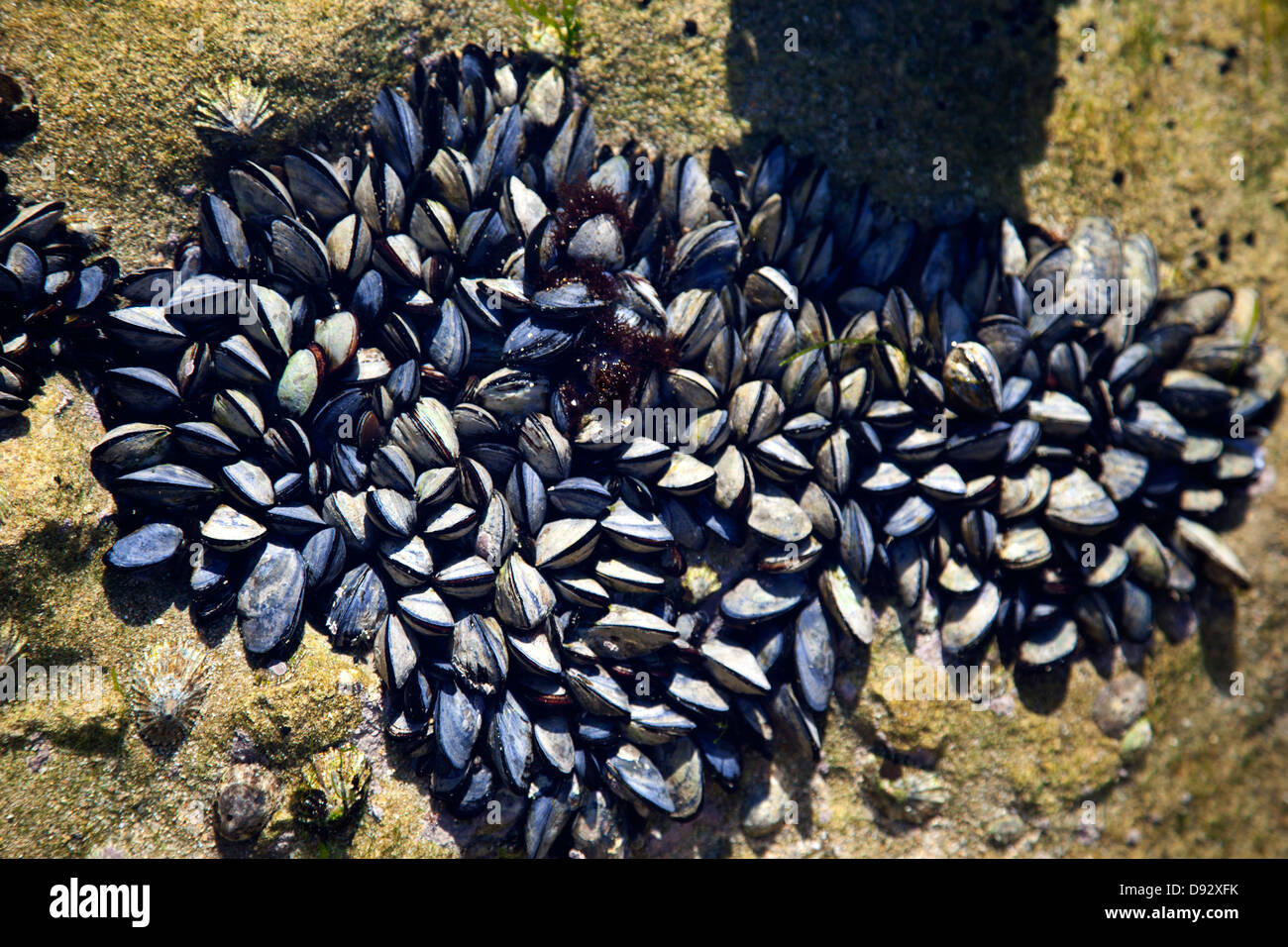 Mussels in a tide pool at low tide Stock Photo - Alamy