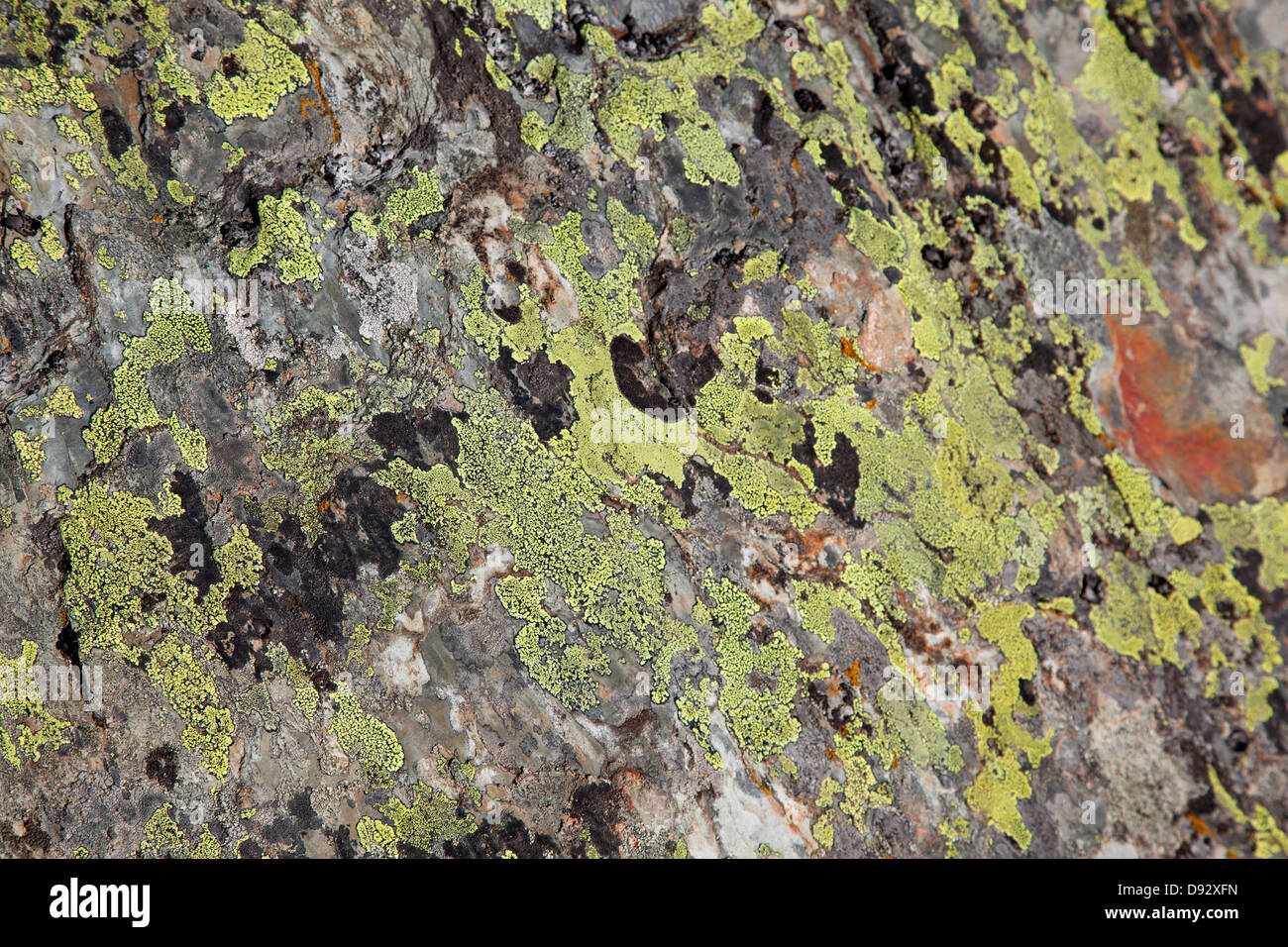 Rock algae hi-res stock photography and images - Alamy