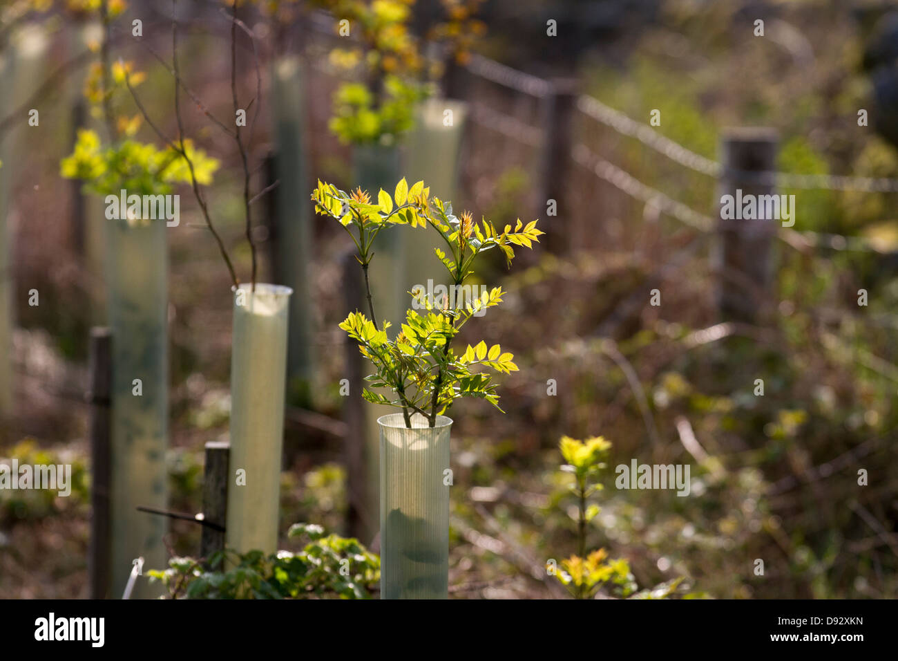 Sapling Protectors High Resolution Stock Photography and Images - Alamy