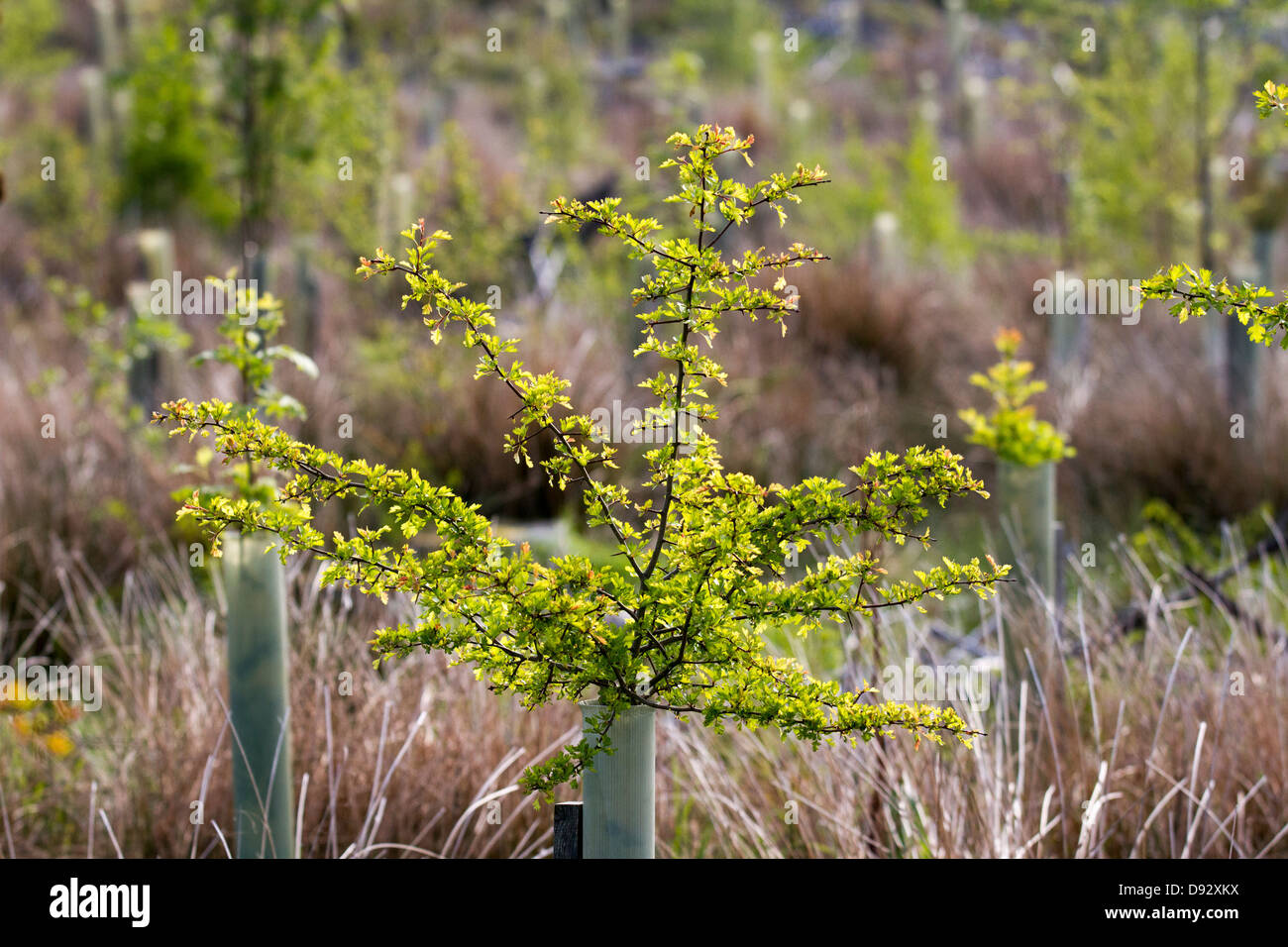 Spring growth on Hawthorn. Young trees in leaf, protected by plastic ...