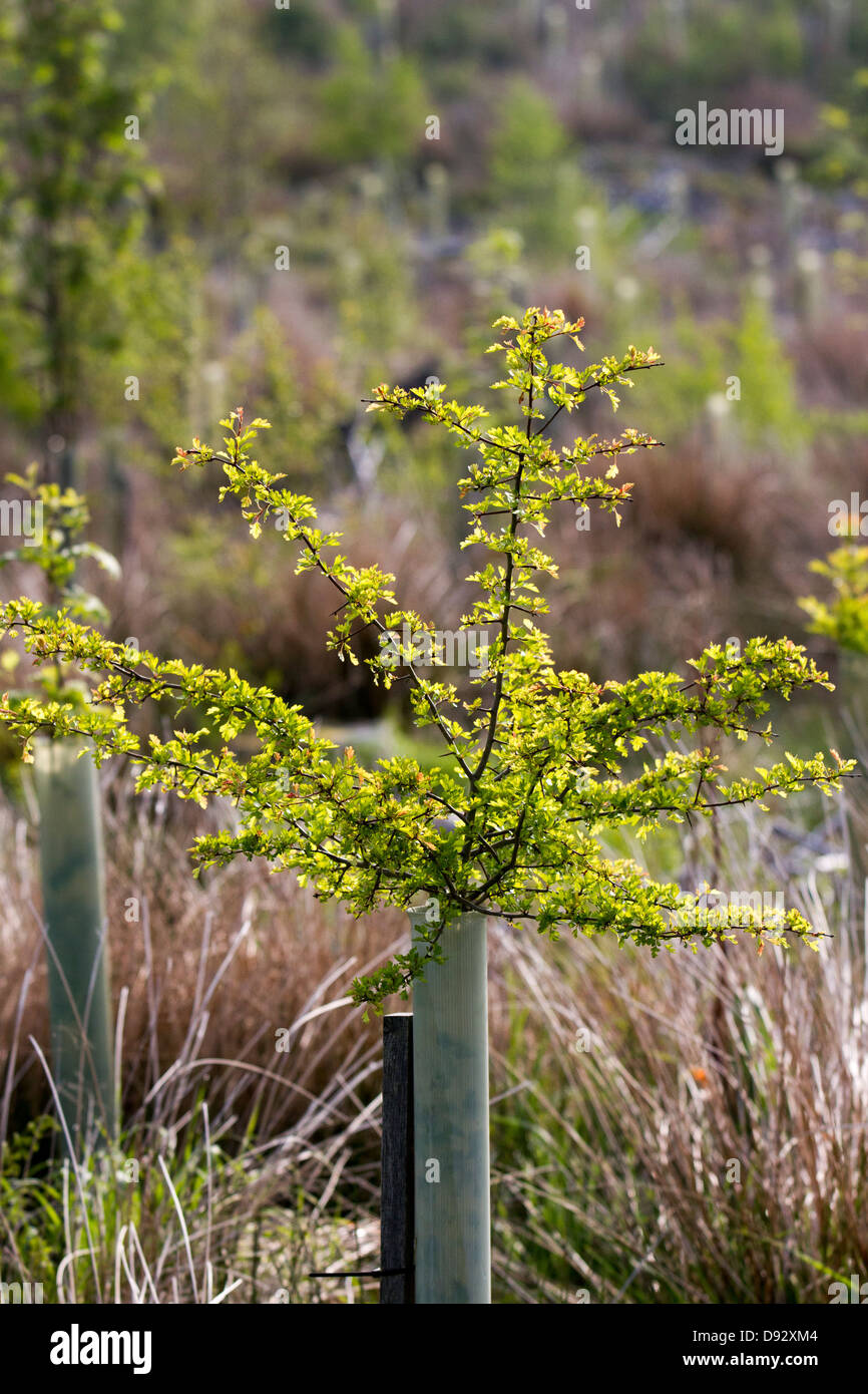 Broadleaf saplings hi-res stock photography and images - Alamy