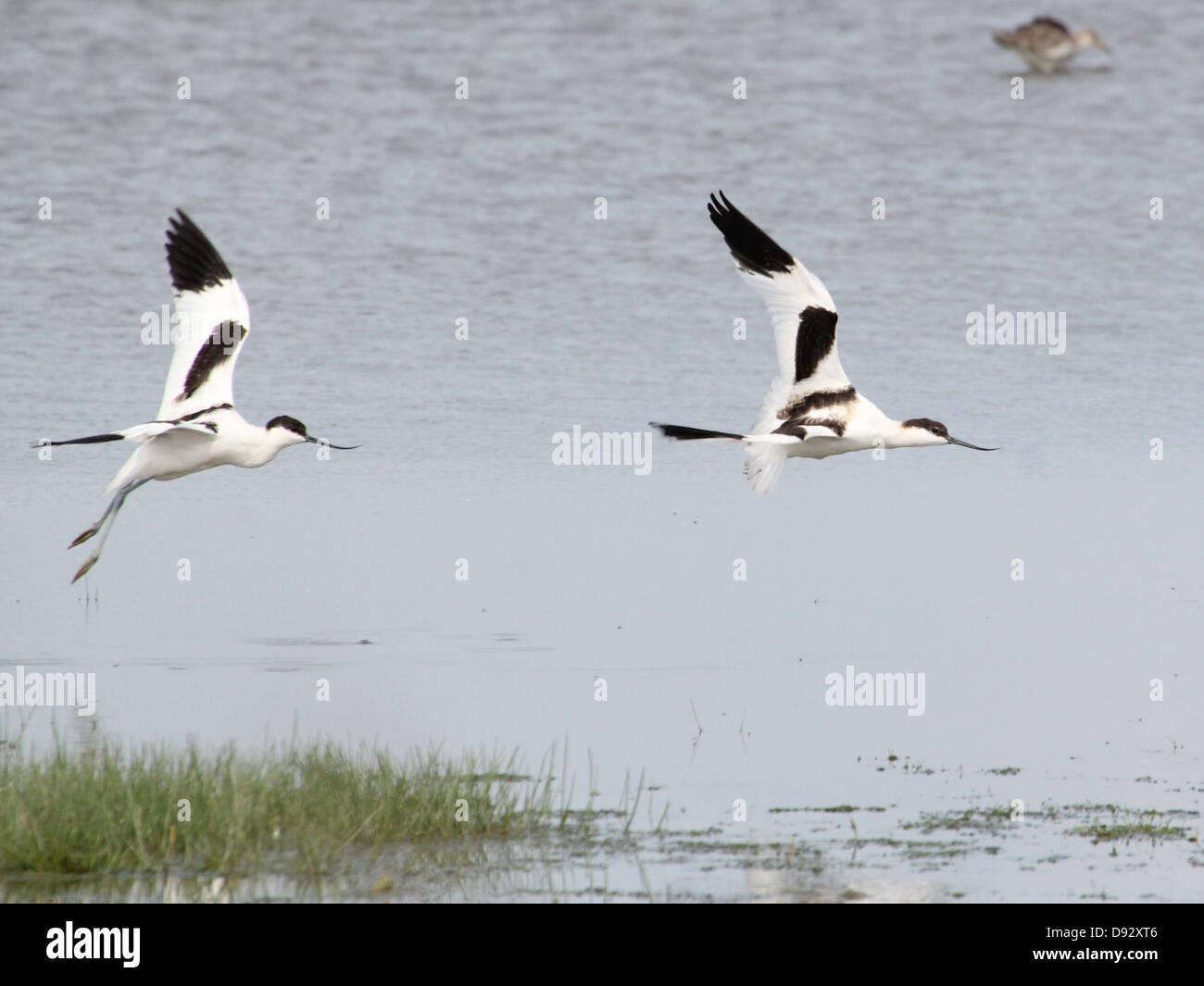 Close-up of a two Pied Avocets (Recurvirostra avosetta) in flight Stock ...