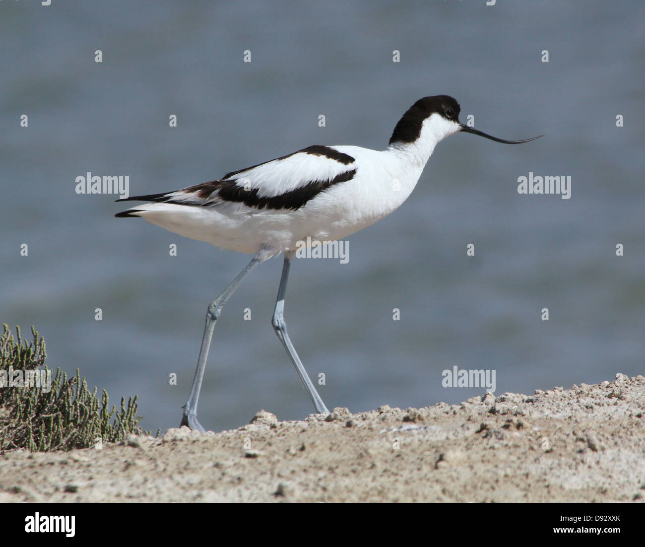Avocette elegante hi-res stock photography and images - Alamy
