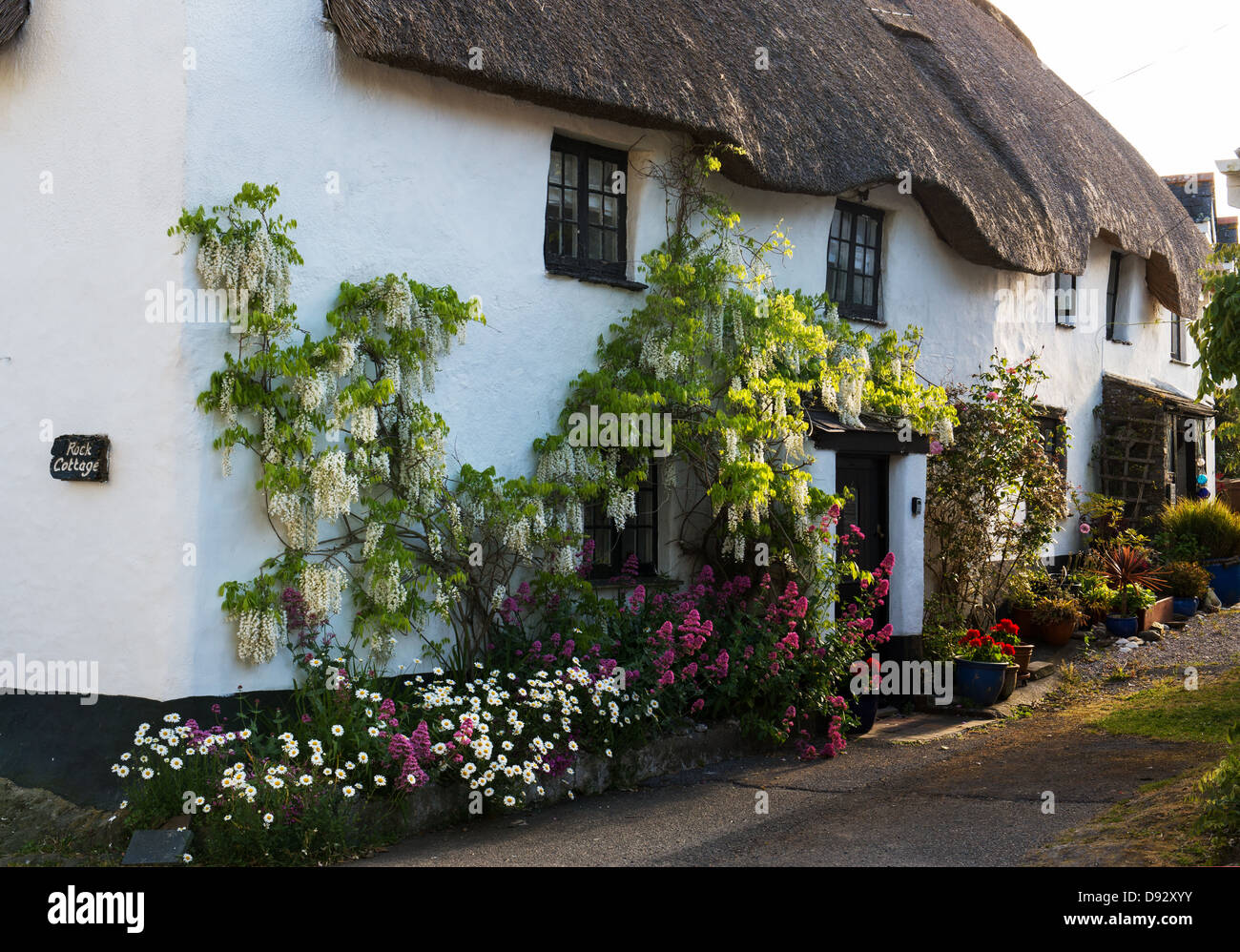 Thatched cottage, wisteria and flowers in sunlight. Ringmore, Devon ...