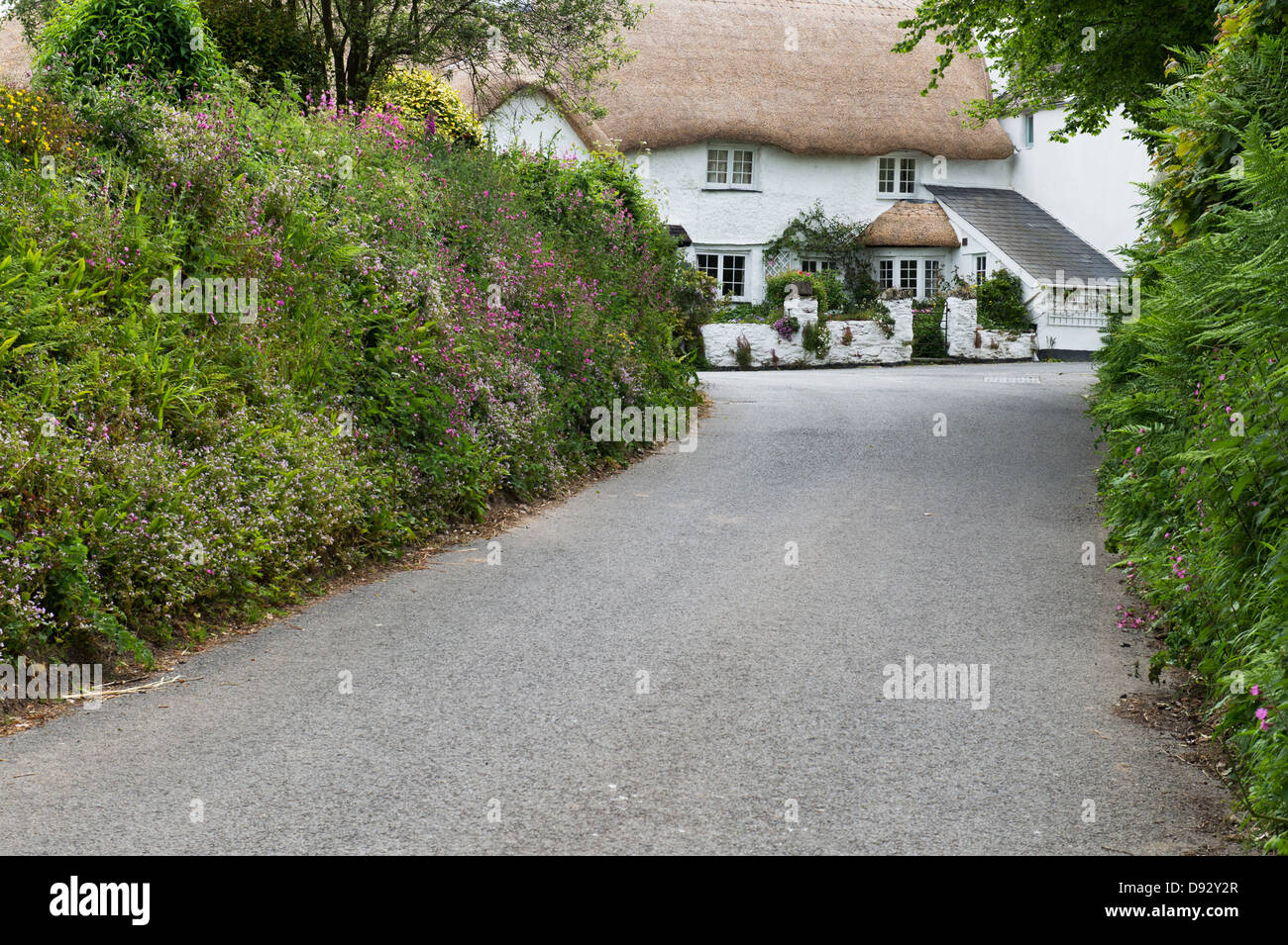 Road leading up to a Thatched cob cottage. Kingston, Devon, England ...