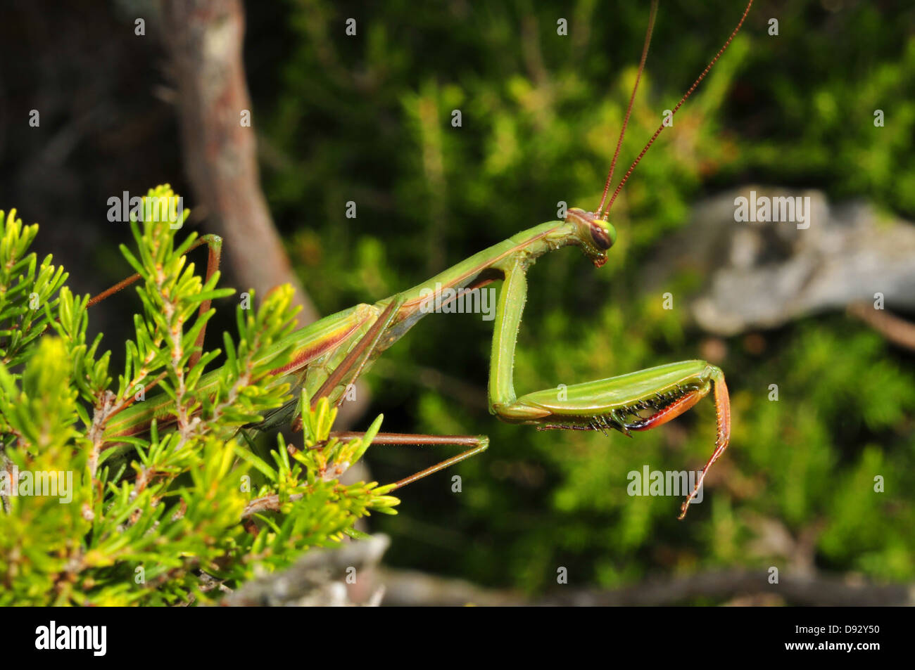 Praying Mantis, European Mantis, Mantis religiosa Stock Photo - Alamy