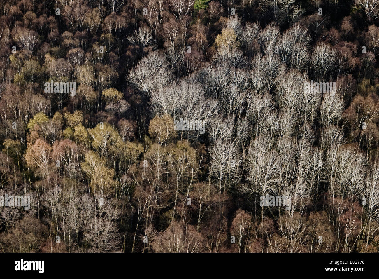 Spring forest sweden hi-res stock photography and images - Alamy