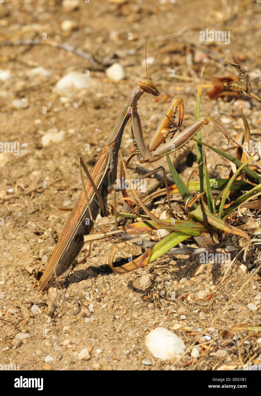 Praying Mantis, European Mantis, Mantis religiosa Stock Photo - Alamy