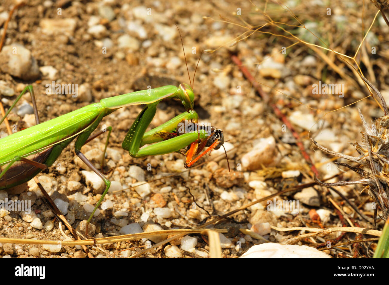 Praying Mantis, European Mantis, Mantis religiosa Stock Photo - Alamy
