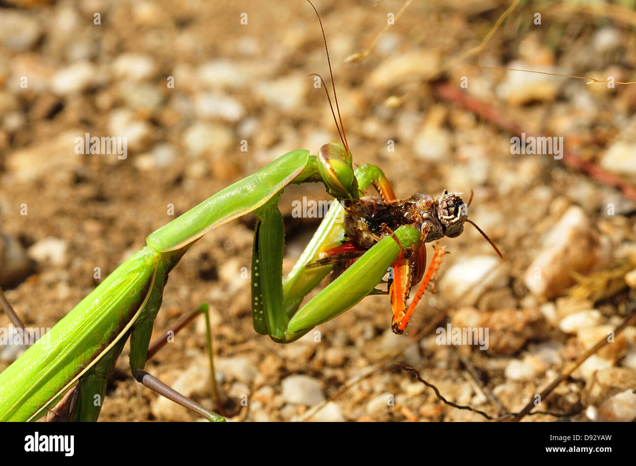 Praying Mantis, European Mantis, Mantis religiosa Stock Photo - Alamy
