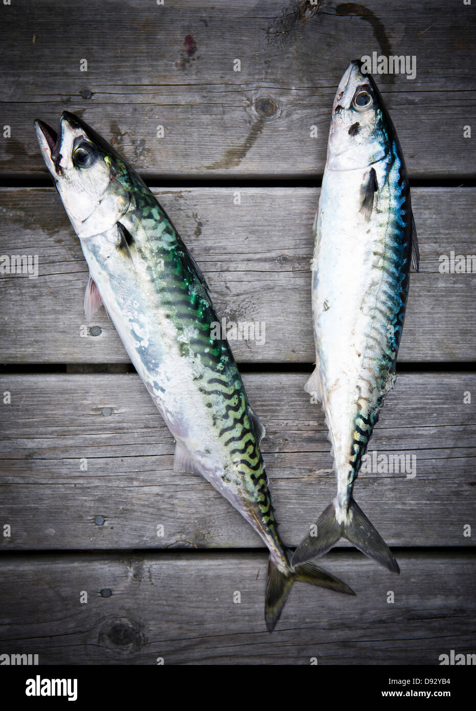 Studio shot of two mackerels Stock Photo - Alamy
