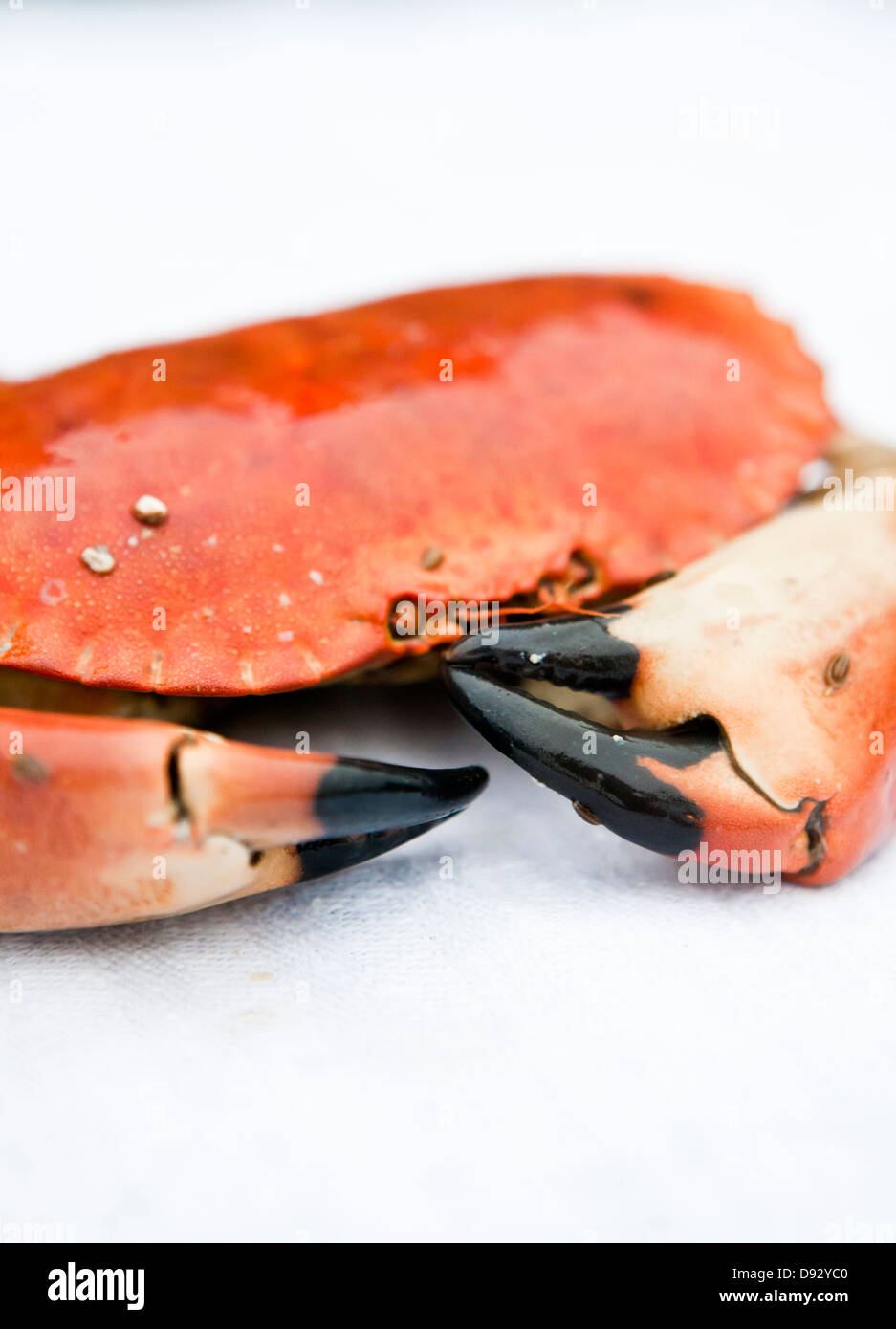 Studio shot of cooked crab Stock Photo - Alamy