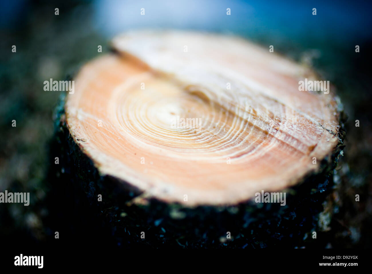 Close-up of stump Stock Photo - Alamy