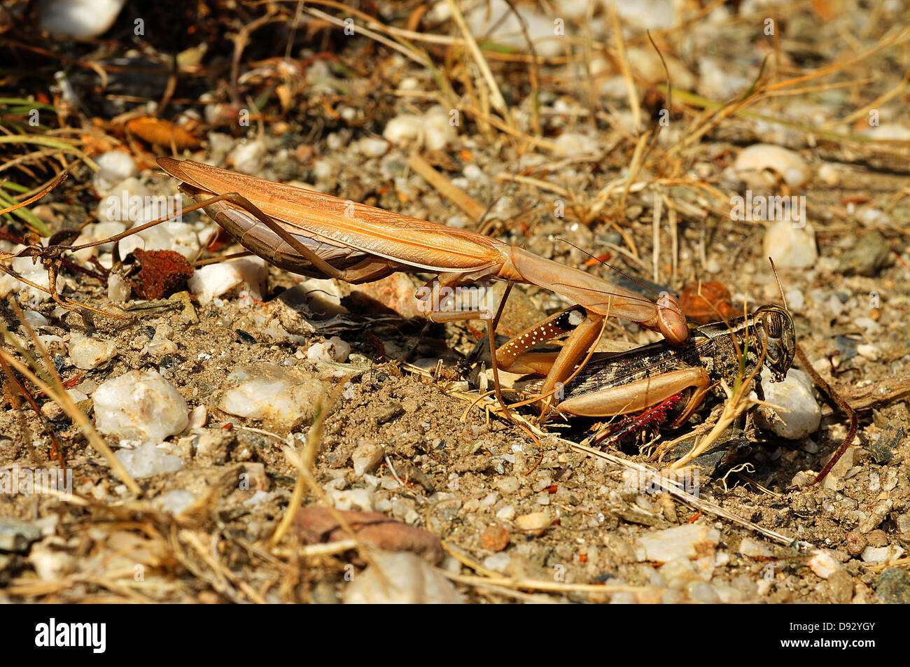 Praying Mantis, European Mantis, Mantis religiosa Stock Photo - Alamy