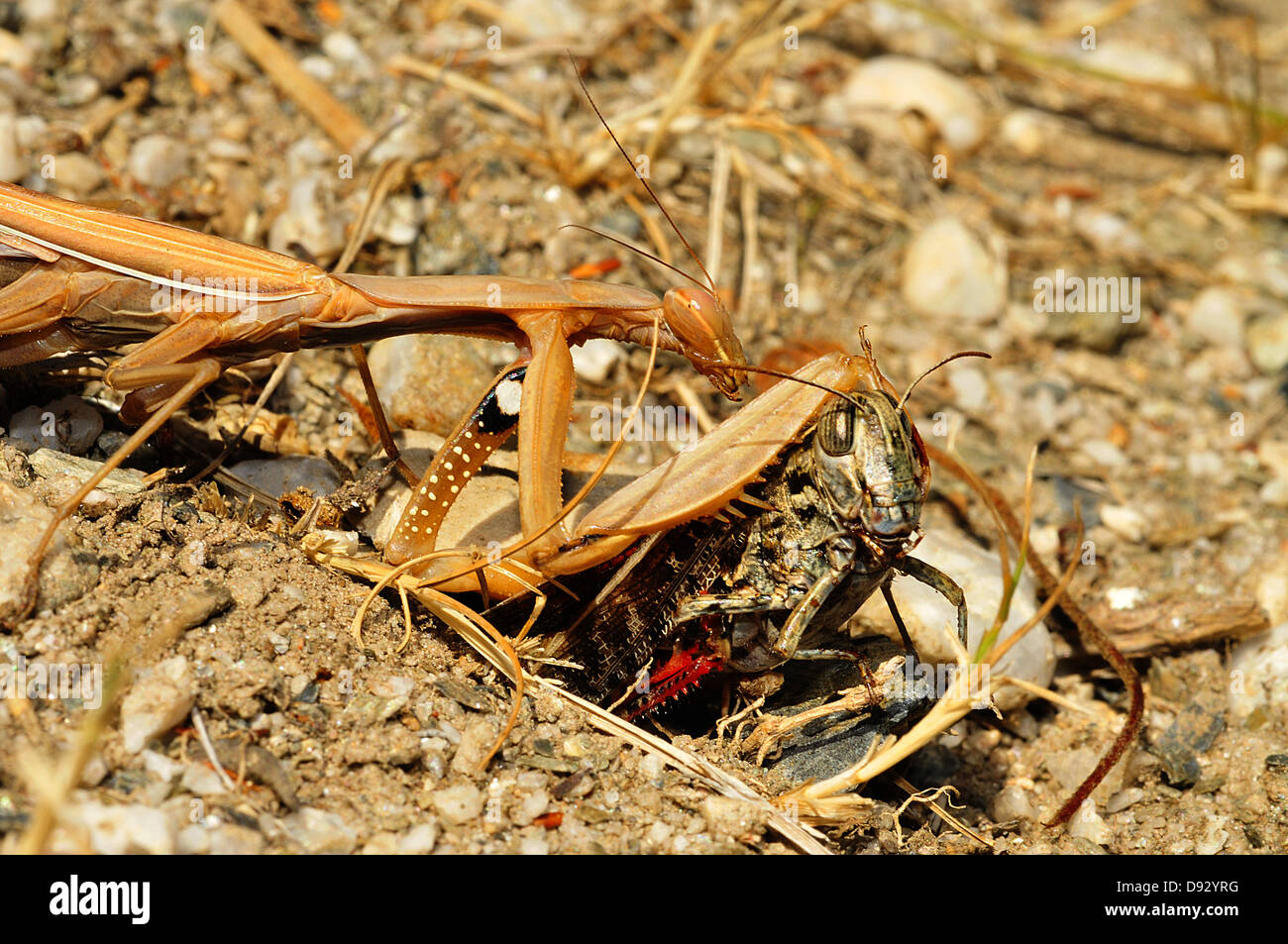 Praying Mantis, European Mantis, Mantis religiosa Stock Photo - Alamy