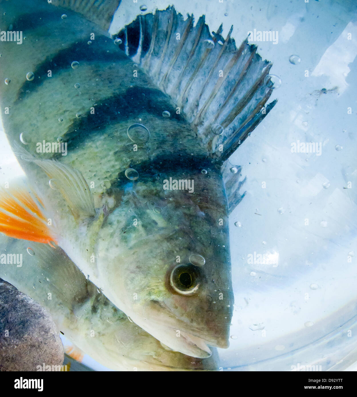 Two perches, close-up Stock Photo - Alamy