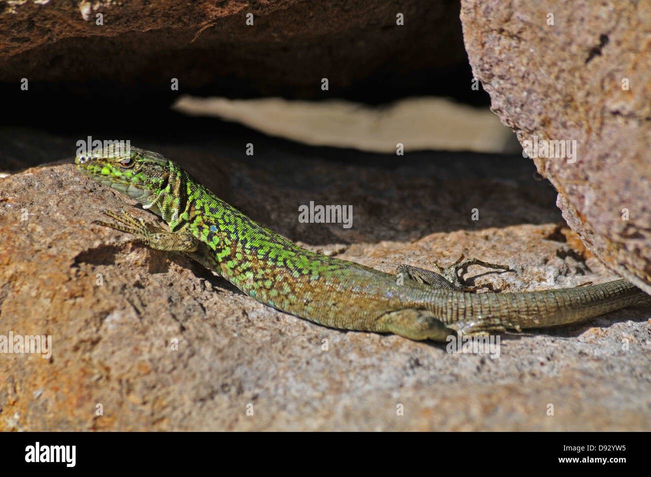 Italian wall lizards hi-res stock photography and images - Alamy