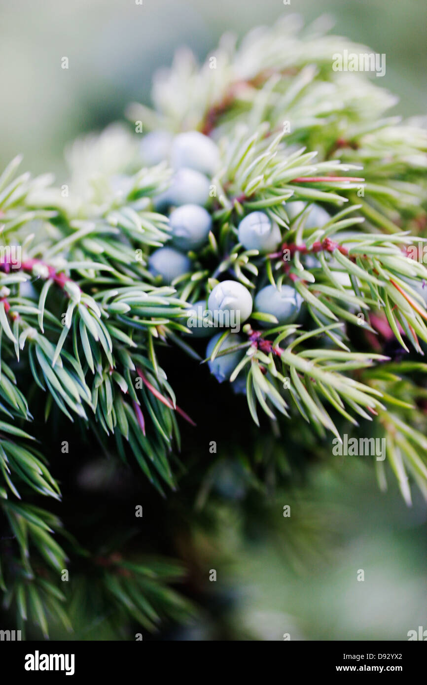 Juniper berry hi-res stock photography and images - Alamy