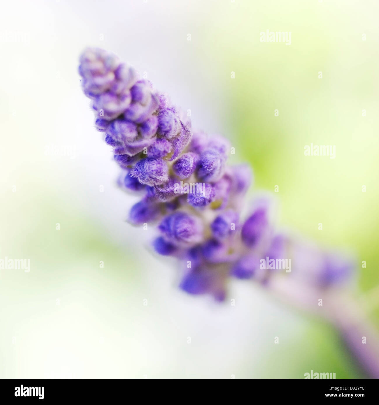 Lavender sweden hi-res stock photography and images - Alamy