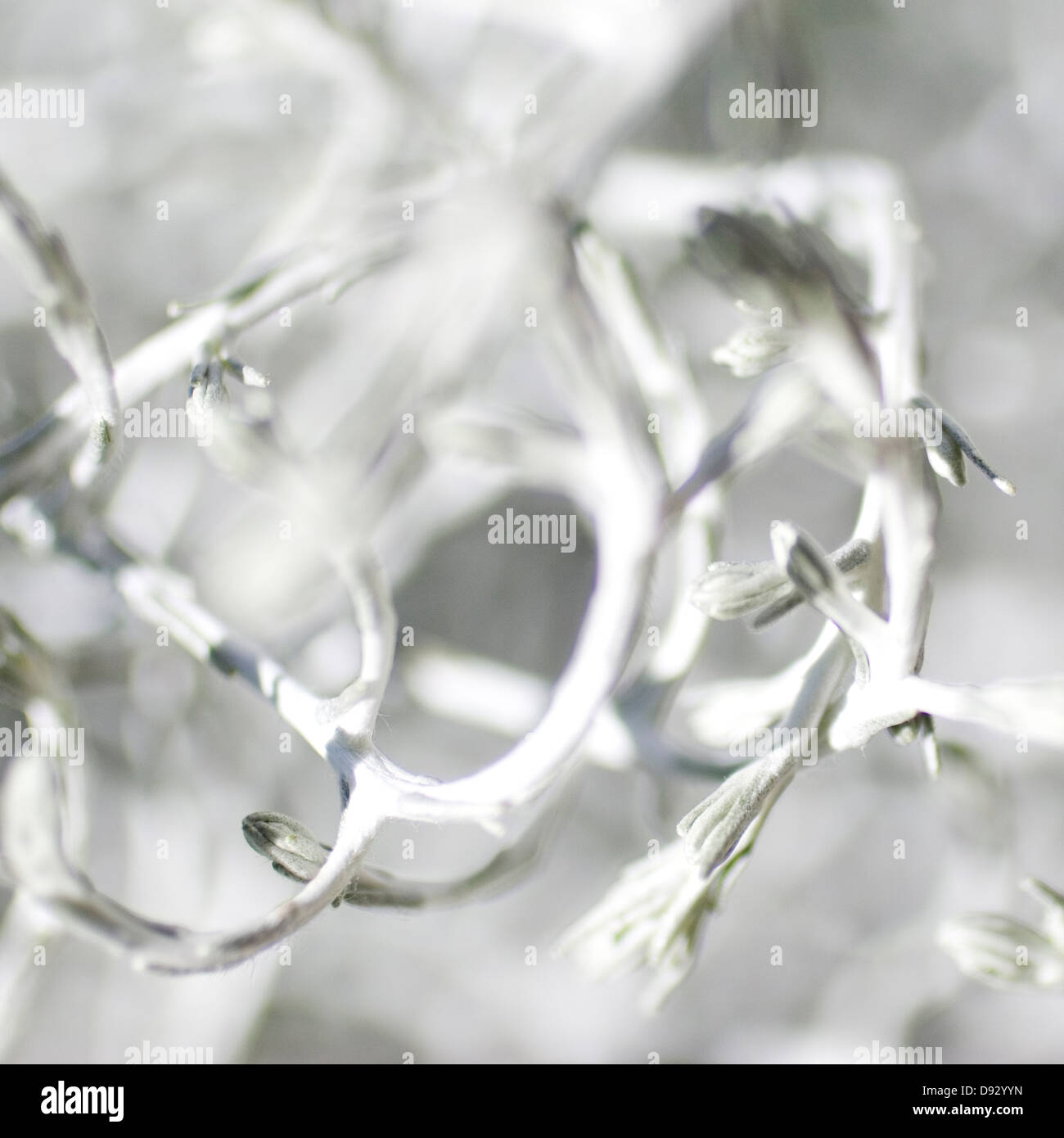 Close-up of dry twigs Stock Photo - Alamy