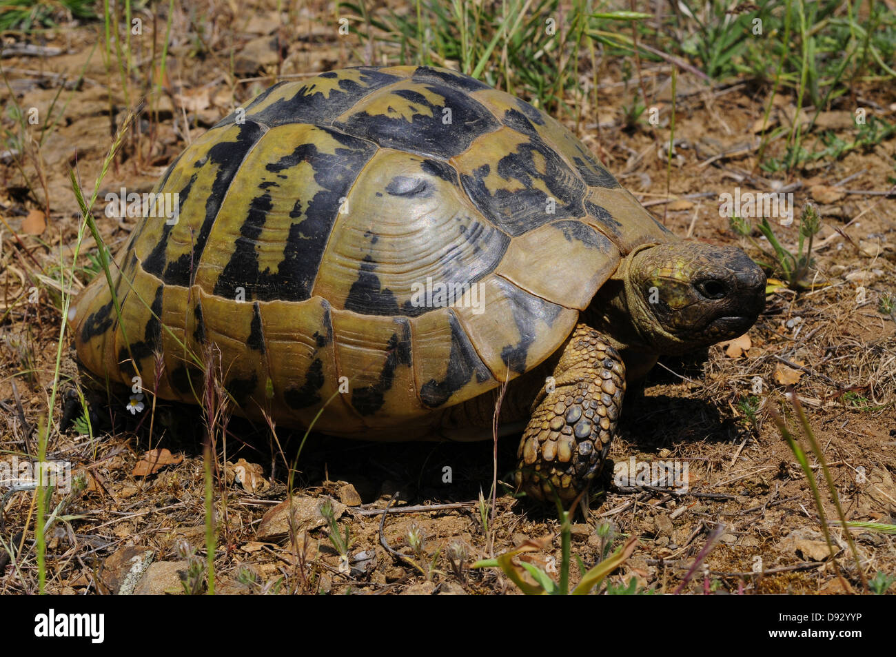 Hermann's Tortoise, Testudo hermanni, Greece Stock Photo - Alamy