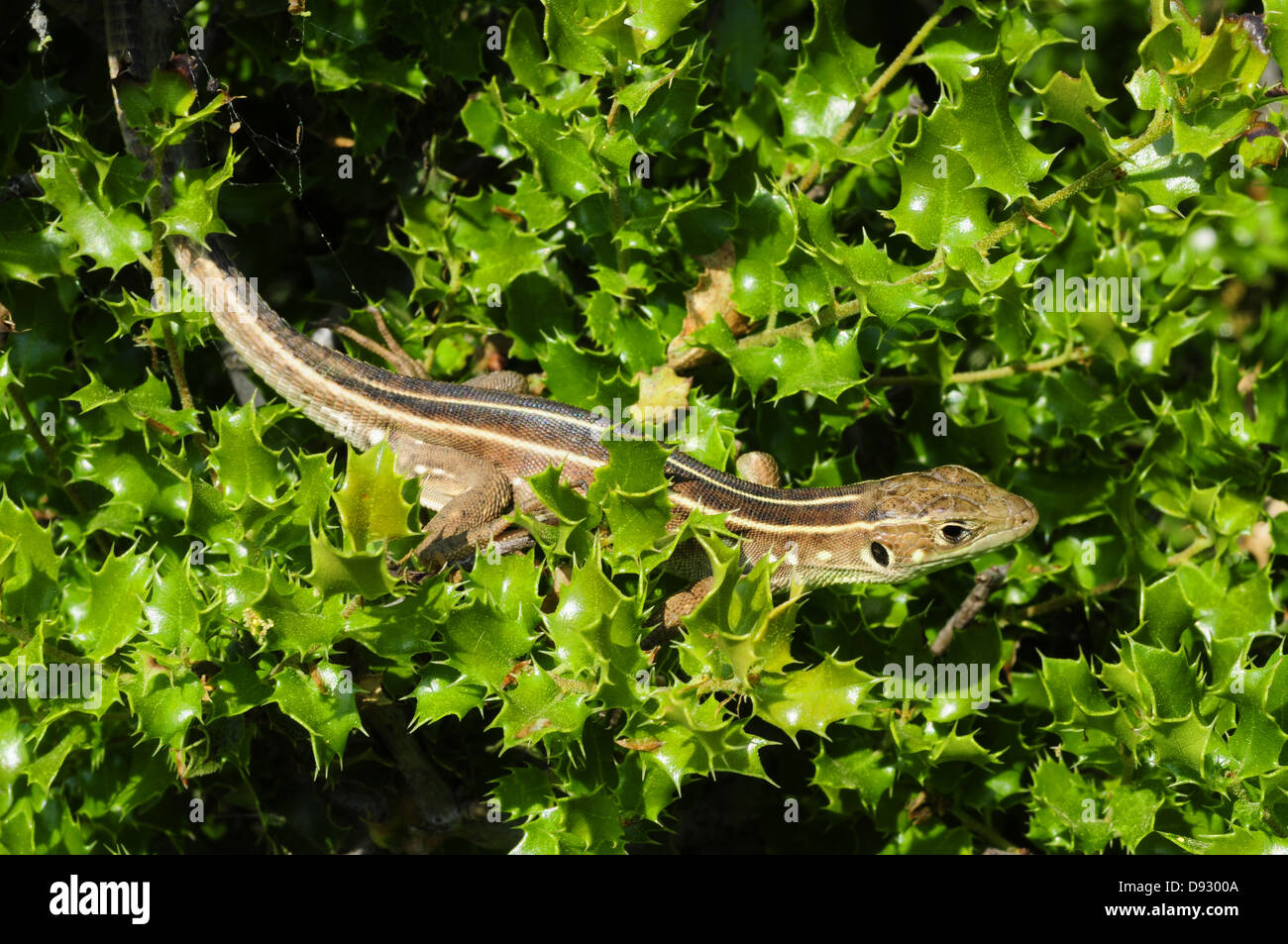 Balkan Green Lizard, juvenile, Lacerta trilineata, Greece Stock Photo ...