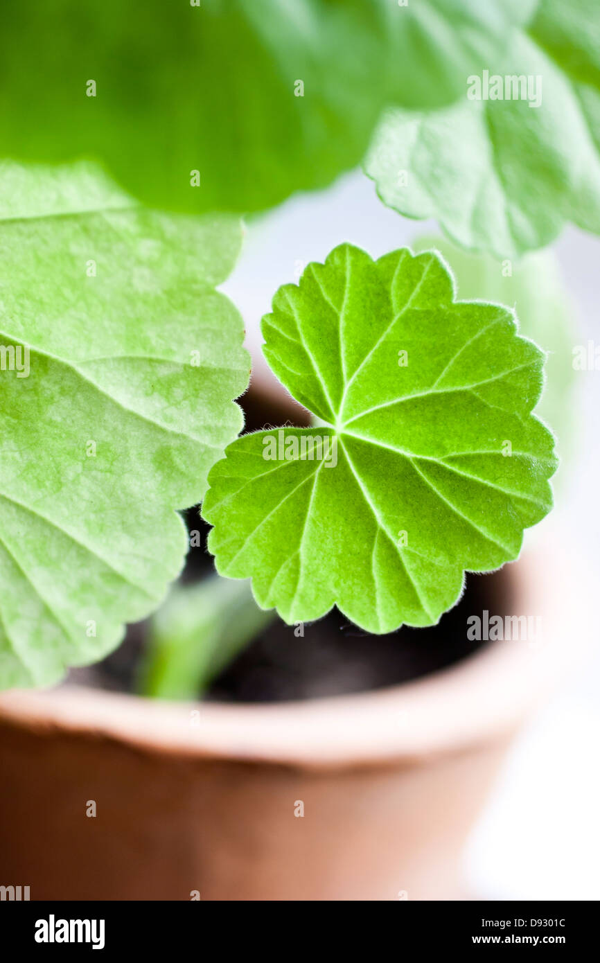 Geranium Leaves High Resolution Stock Photography and Images - Alamy