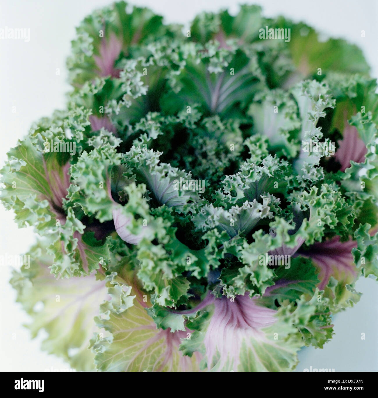 Square lettuce hi-res stock photography and images - Alamy