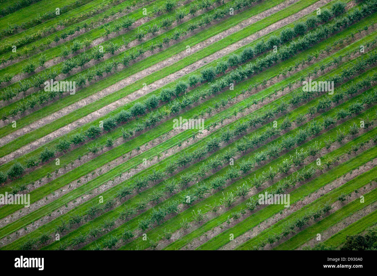 Aerial photography of an apple plantation, Sweden Stock Photo - Alamy