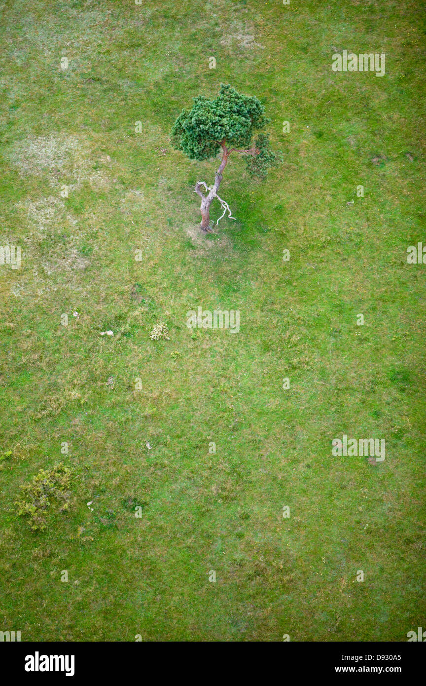 Pine tree in a green plain, Sweden Stock Photo - Alamy