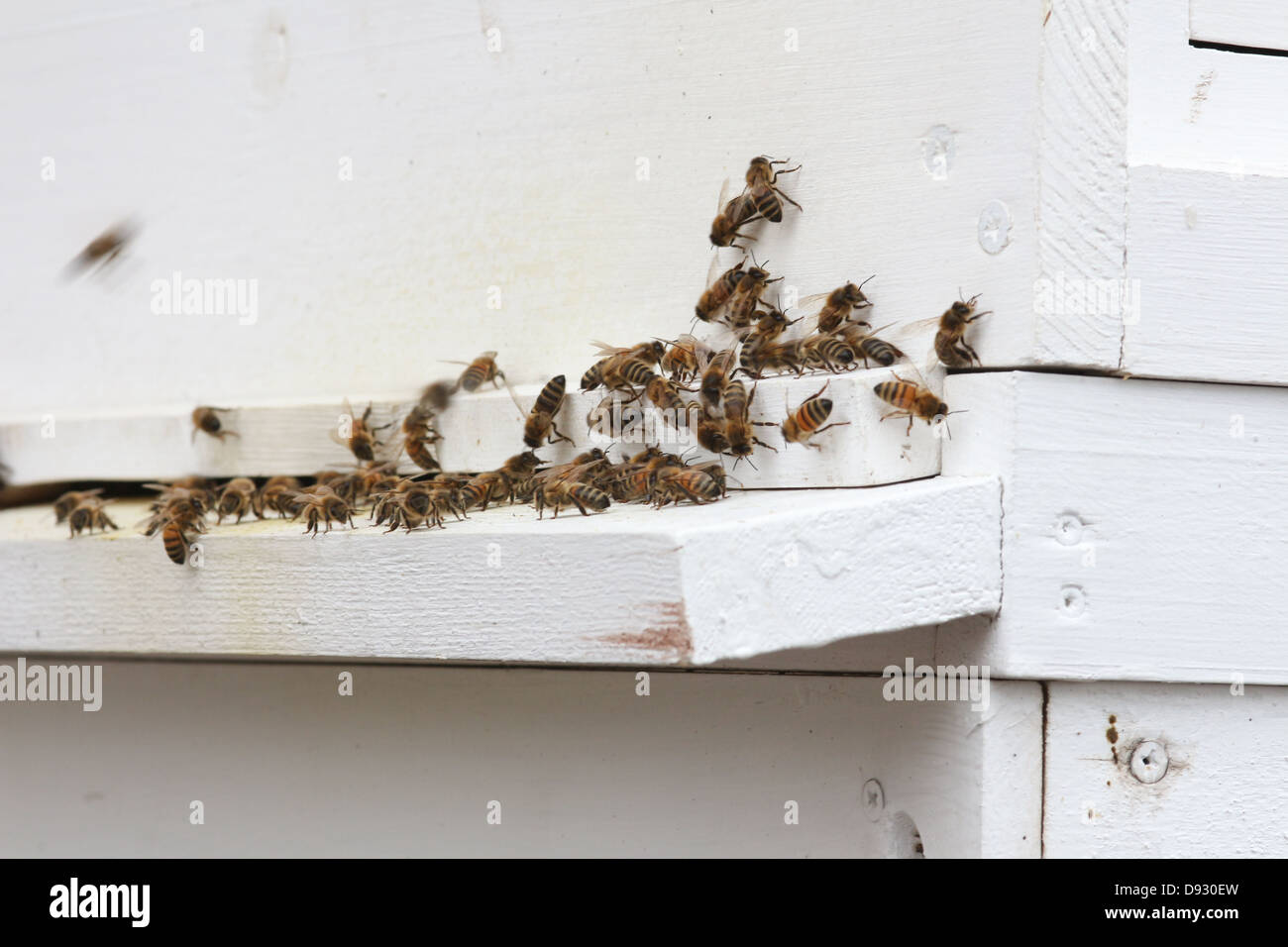 Hive colony hi-res stock photography and images - Alamy