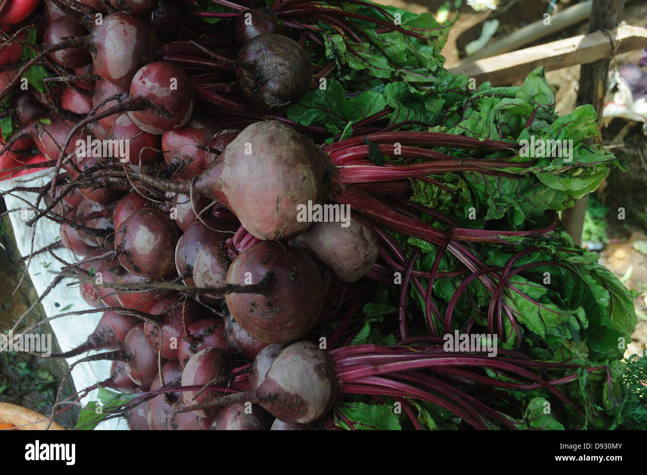 Golden beet hi-res stock photography and images - Alamy