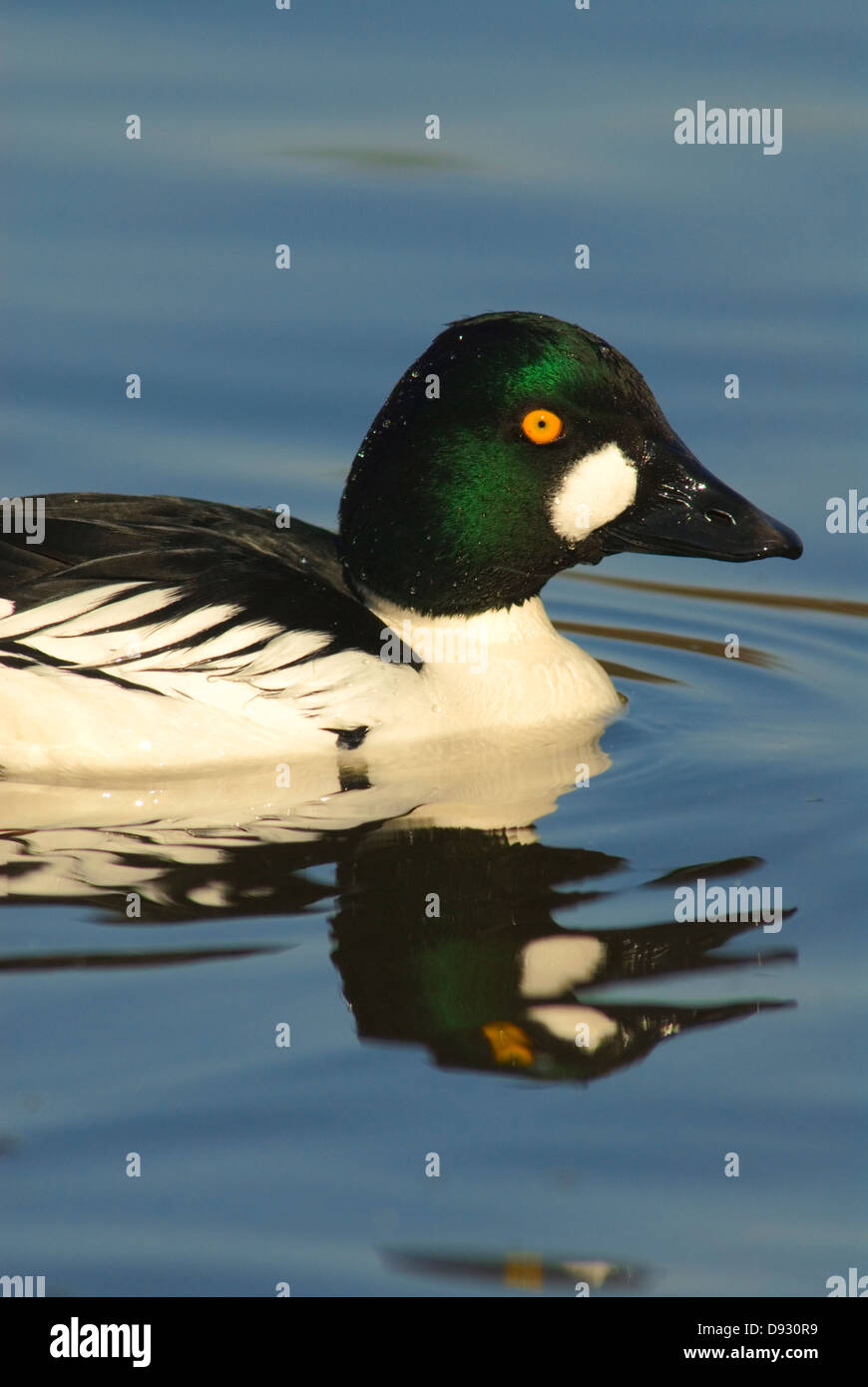 Goldeneye with reflection hi-res stock photography and images - Alamy