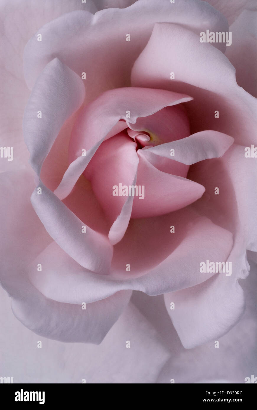 A pink rose, close-up Stock Photo - Alamy