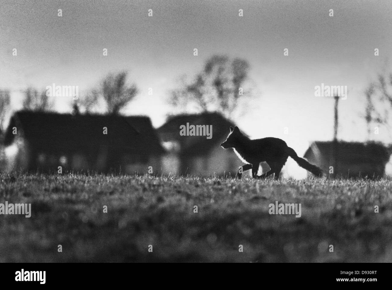 Red fox in landscape Black and White Stock Photos & Images - Alamy