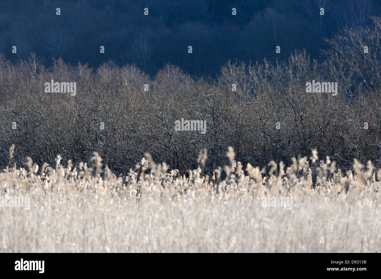 Trees, Hisingen, Sweden Stock Photo - Alamy