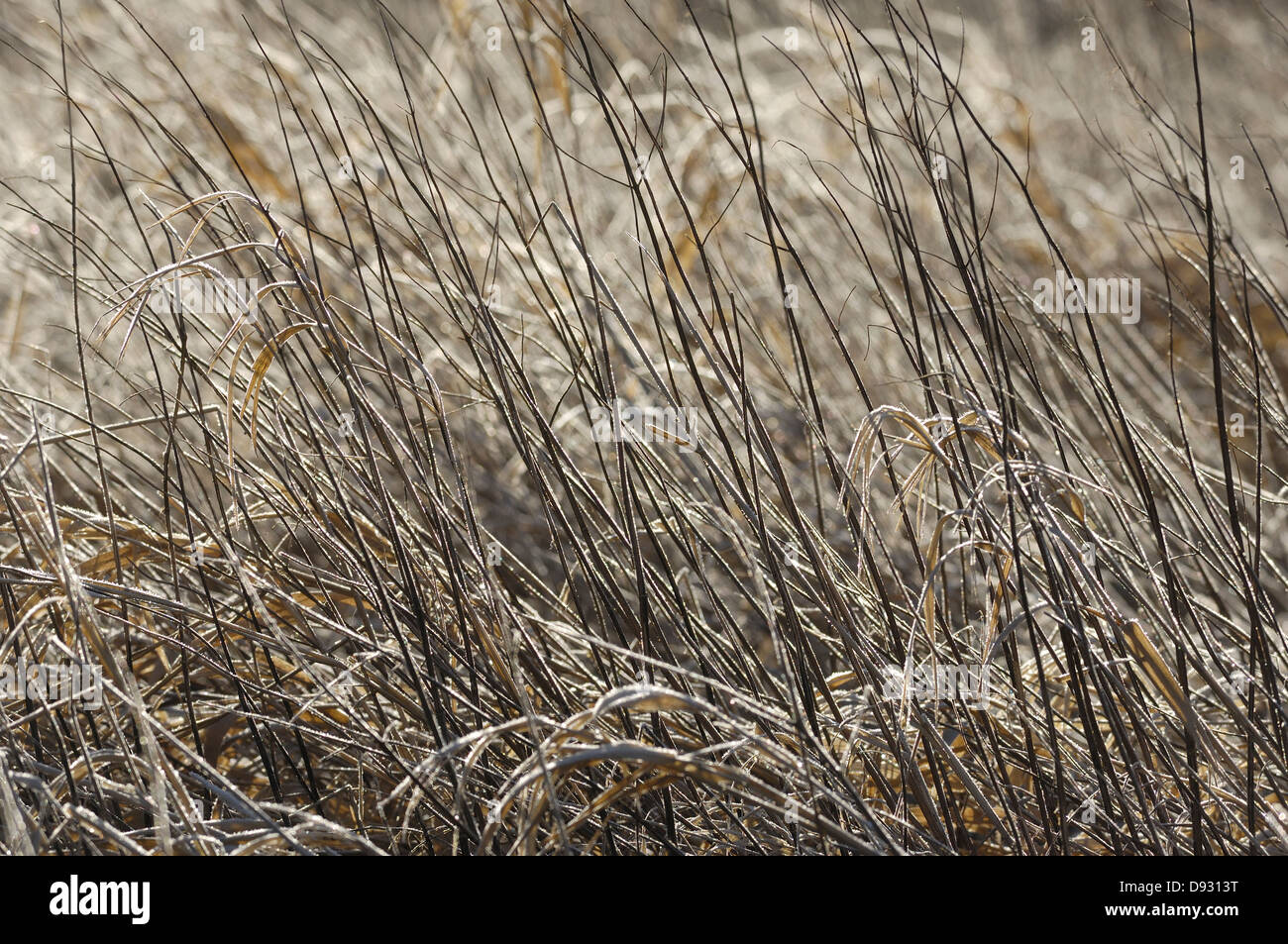 Brushwood hi-res stock photography and images - Alamy