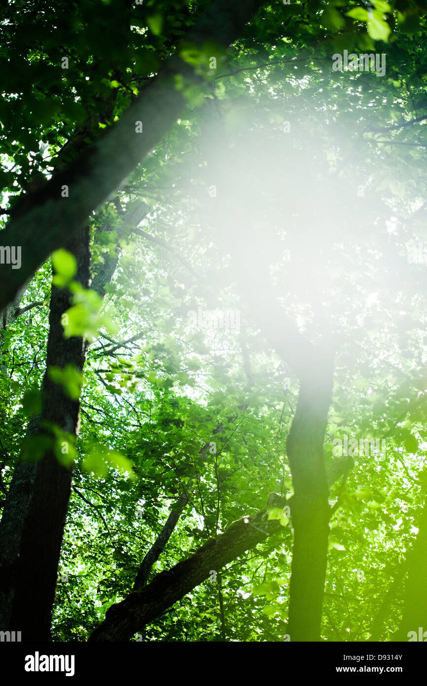 Sunlight in forest Stock Photo - Alamy