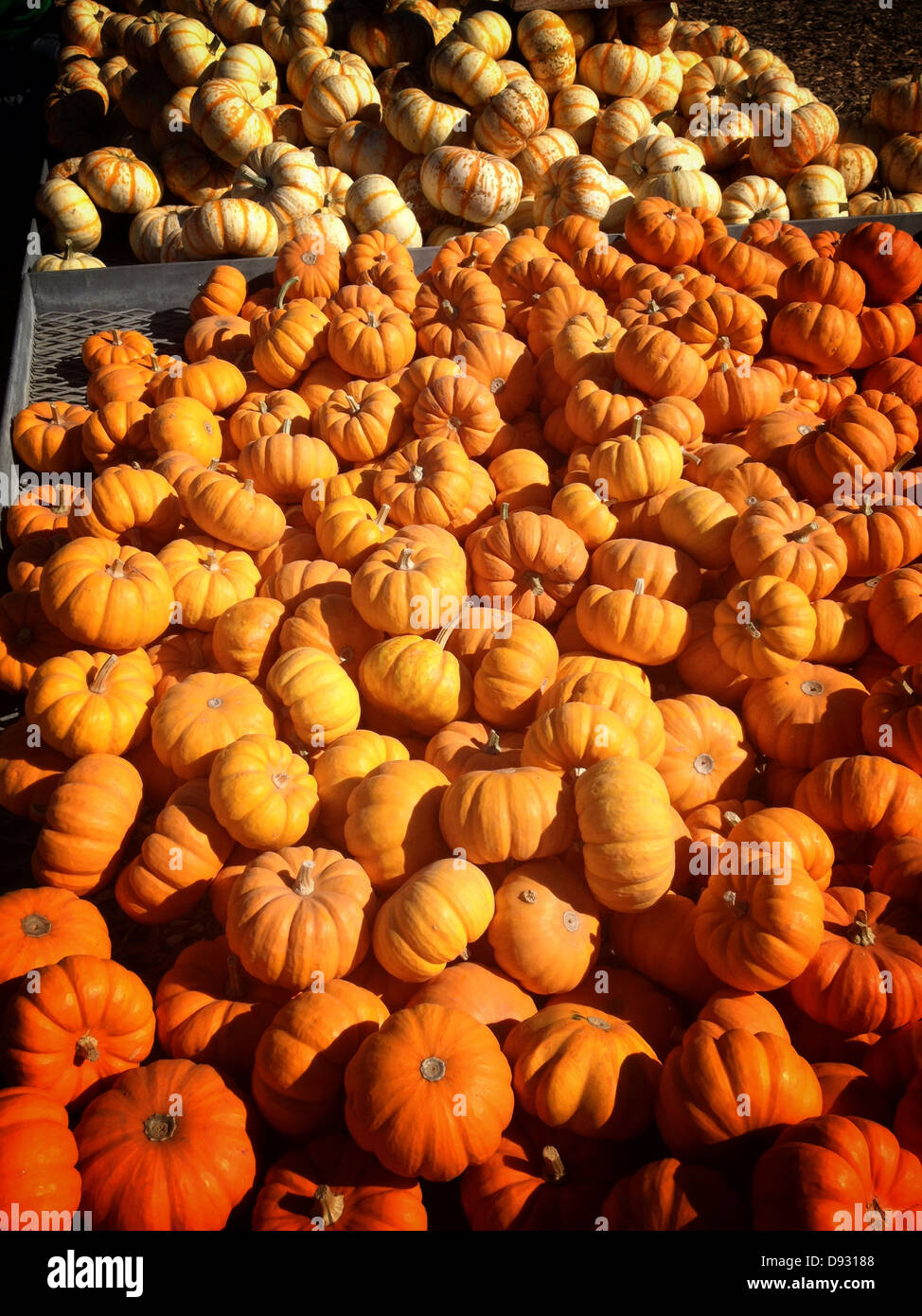 Pumpkins mound hi-res stock photography and images - Alamy