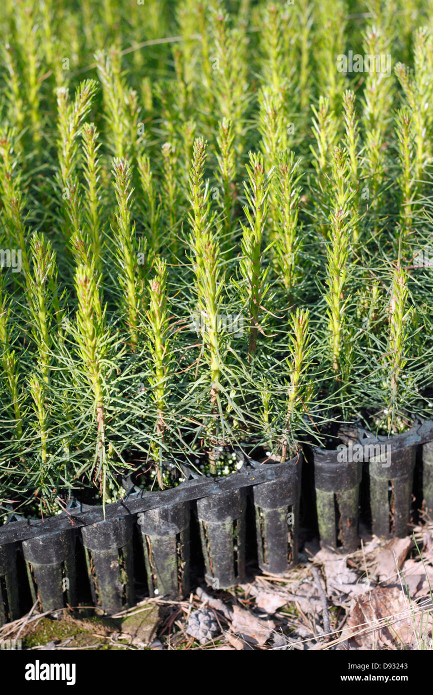 High plants hi-res stock photography and images - Alamy