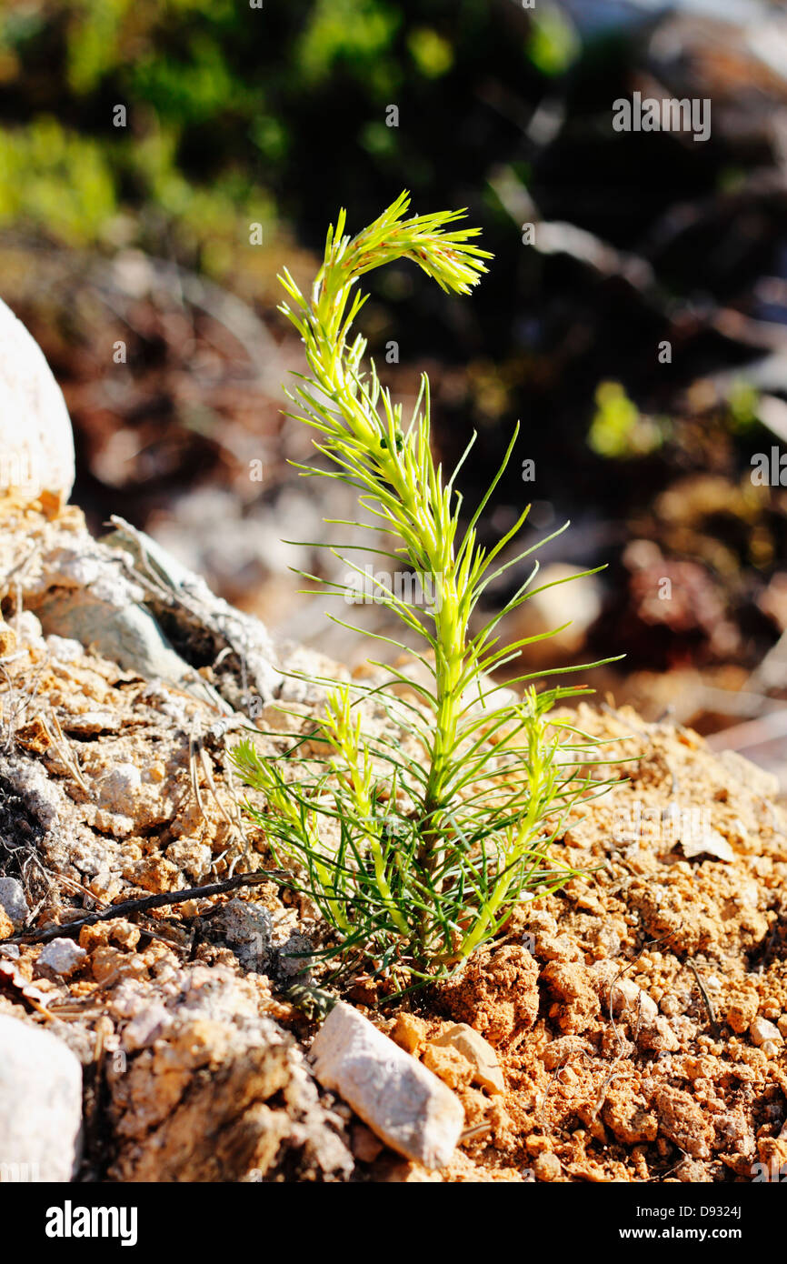 Close-up of plant Stock Photo - Alamy